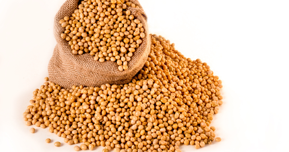 Discover the Best Bonsai Seeds for Your Home - Pure Bonsai