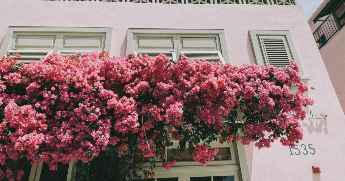 Bougainvillea Bonsai - How to Grow Stunning Tree